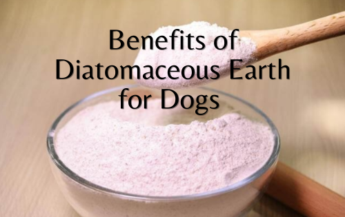 Benefits of Diatomaceous Earth for Dogs – Raw Origins Pet